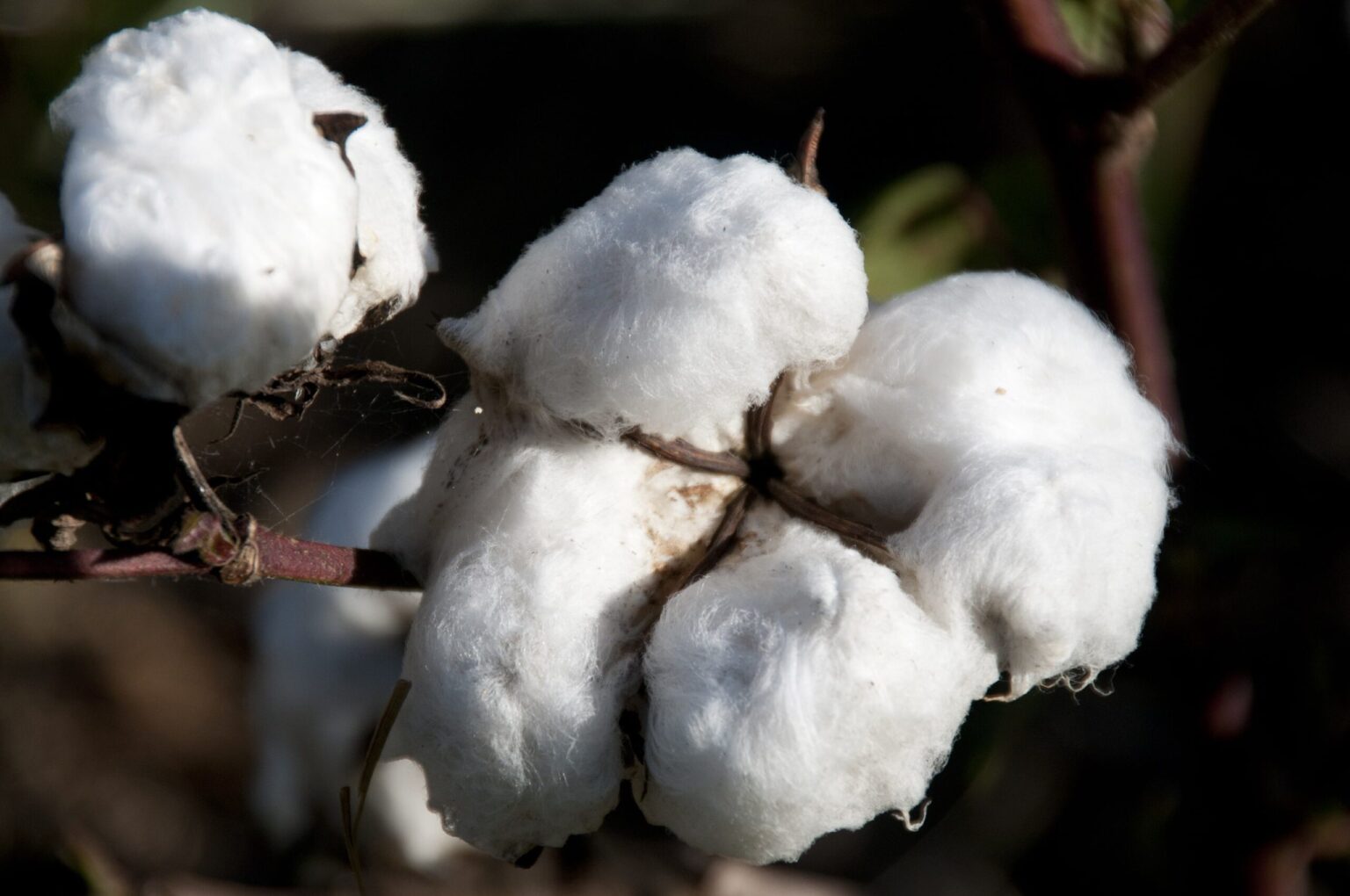 From Field to Fabric: The Journey of Cotton Harvesting - Certi-Pik, USA