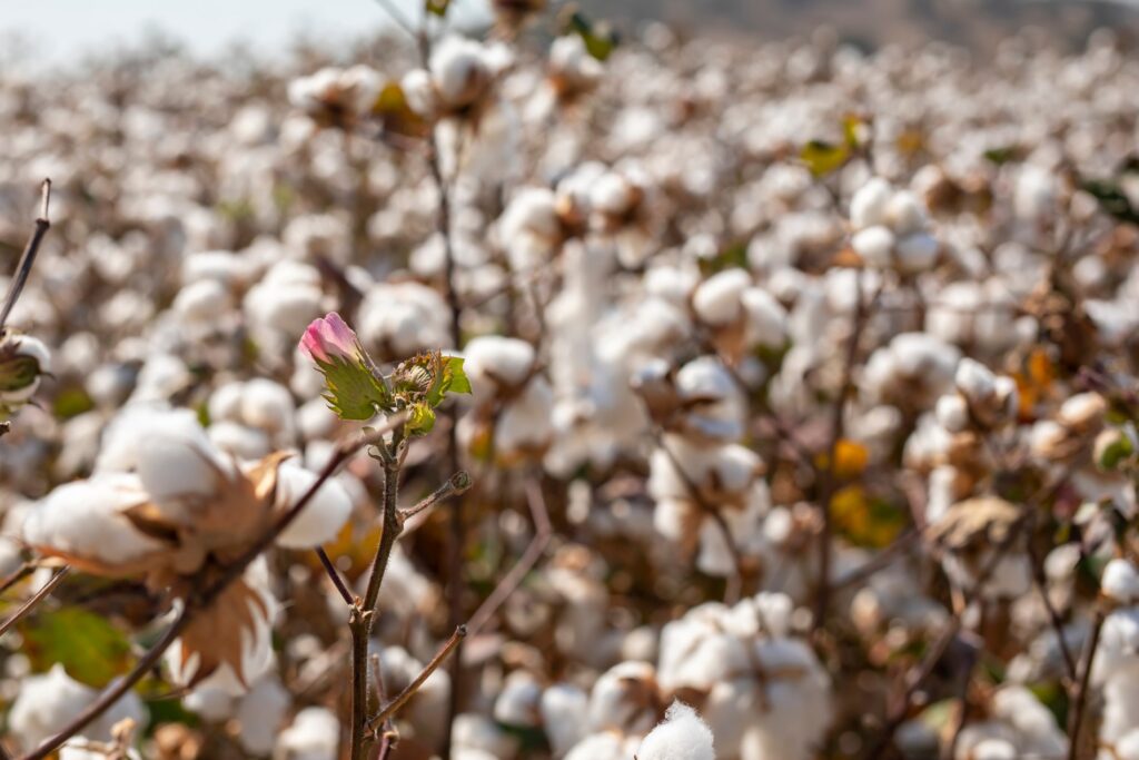How Precision Agriculture Enhances Cotton Harvesting Efficiency - Certi ...