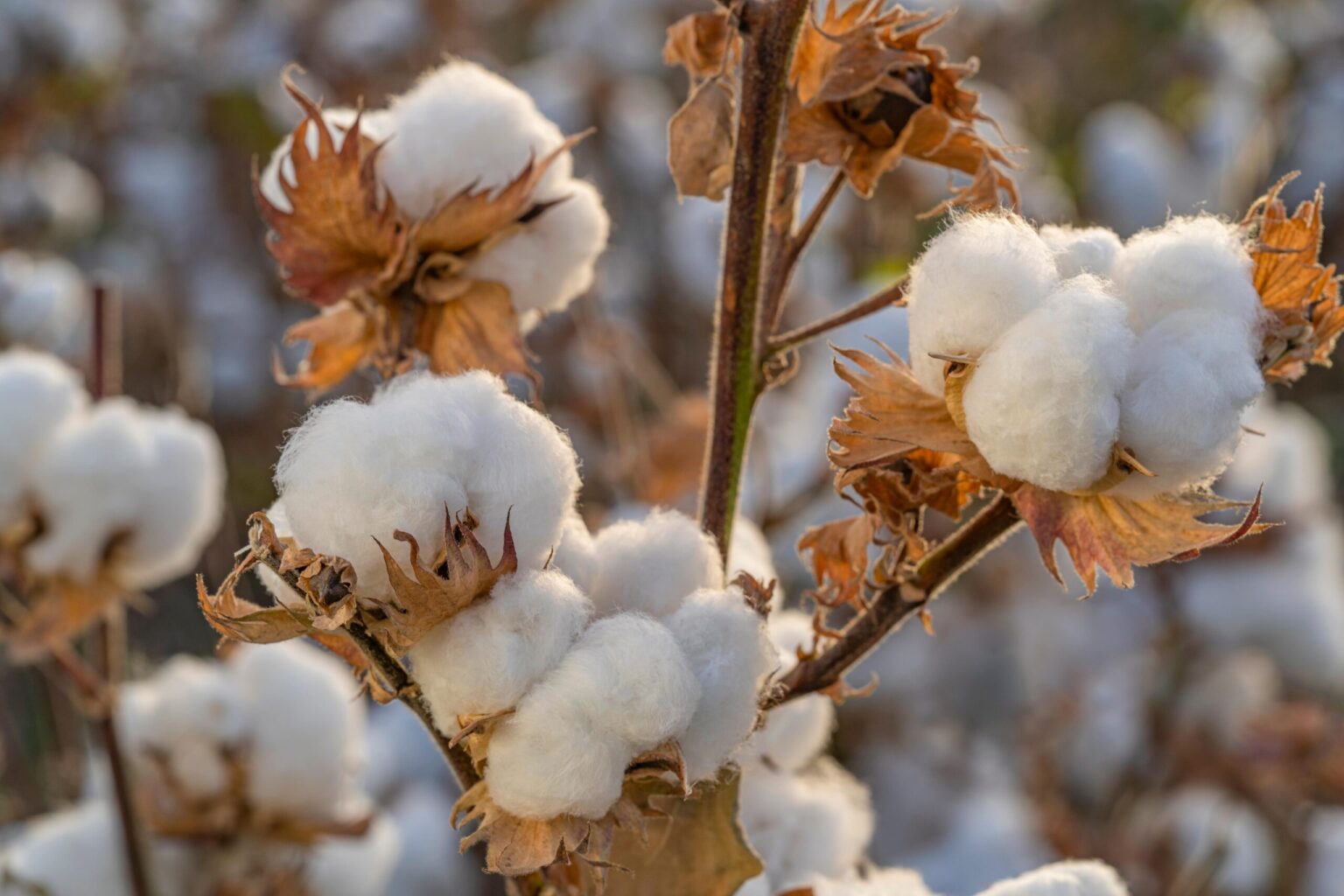 Exploring the Latest Innovations in Cotton Picker Gathering Wheels ...