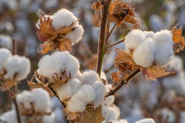 Beyond the Fluff: Understanding Cotton Harvesting Machinery - Certi-Pik ...